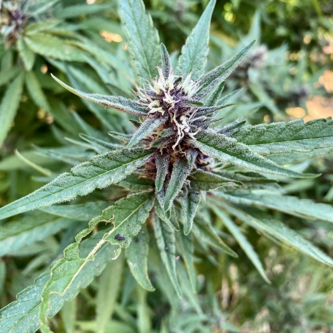 Products – Queen of the Sun Grown