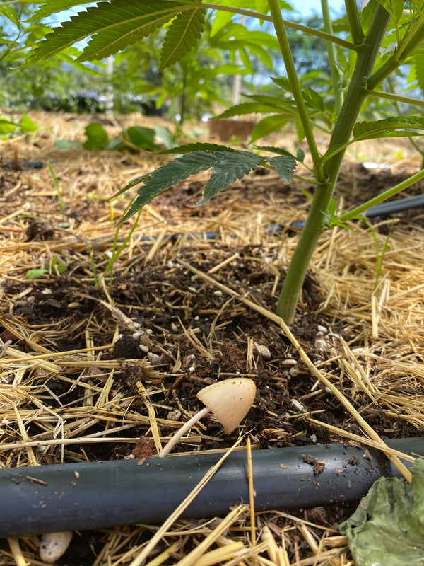 Products – Queen of the Sun Grown